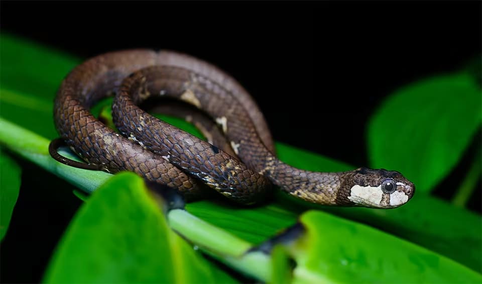 Squamata - Snakes & lizards: facts, distribution & population | BioDB