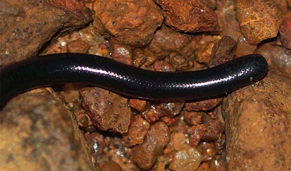 Squamata - Snakes & lizards: facts, distribution & population | BioDB