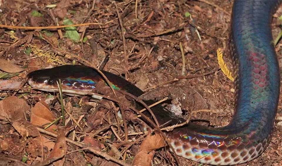 Squamata - Snakes & lizards: facts, distribution & population | BioDB