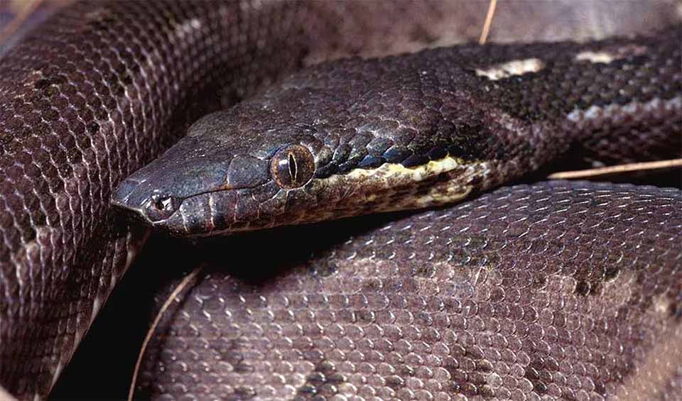 Squamata - Snakes & lizards: facts, distribution & population | BioDB