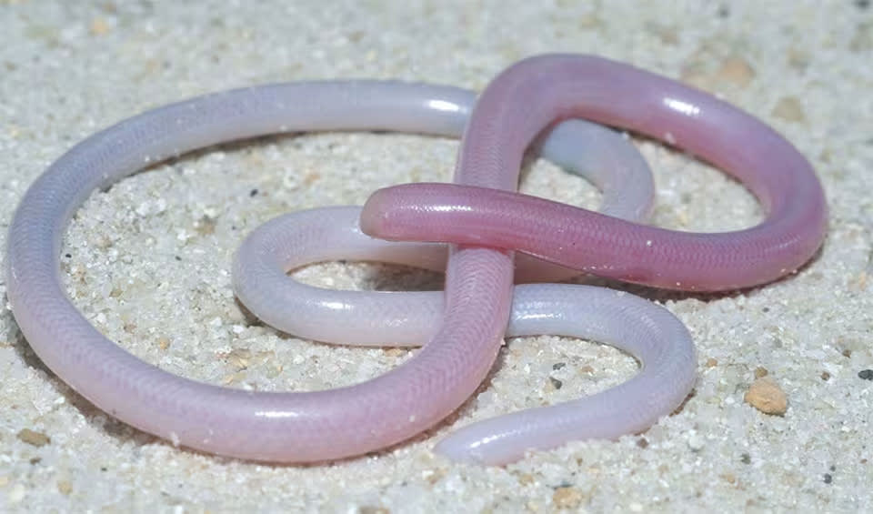 Squamata - Snakes & lizards: facts, distribution & population | BioDB