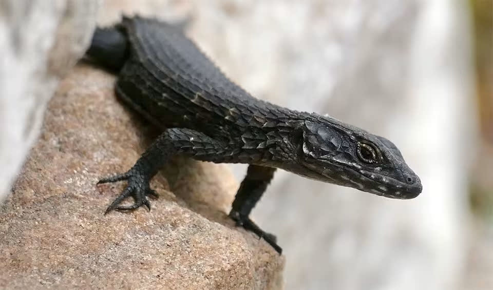 Squamata - Snakes & lizards: facts, distribution & population | BioDB