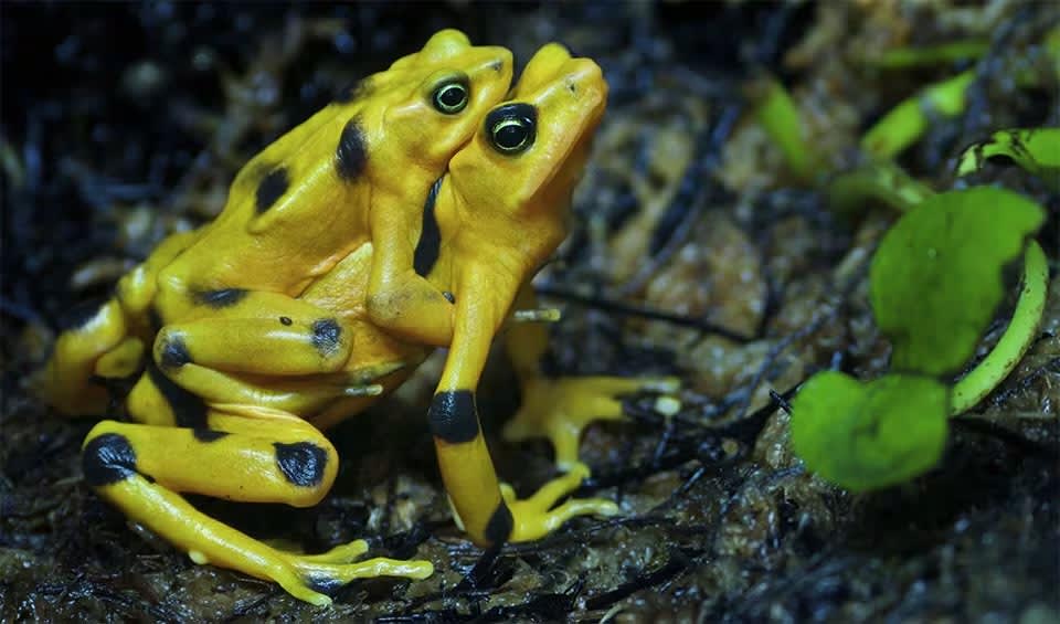 Anura – Frogs: facts, distribution & population | BioDB