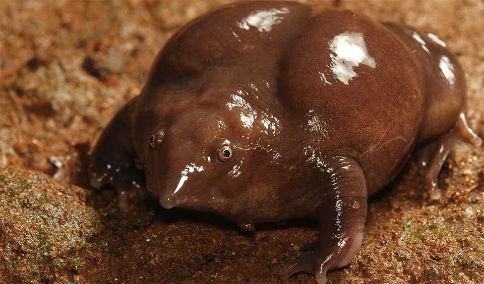 Anura – Frogs: facts, distribution & population | BioDB