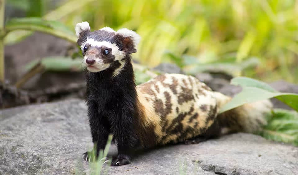 Mustelidae - Mustelids: facts, distribution & population | BioDB