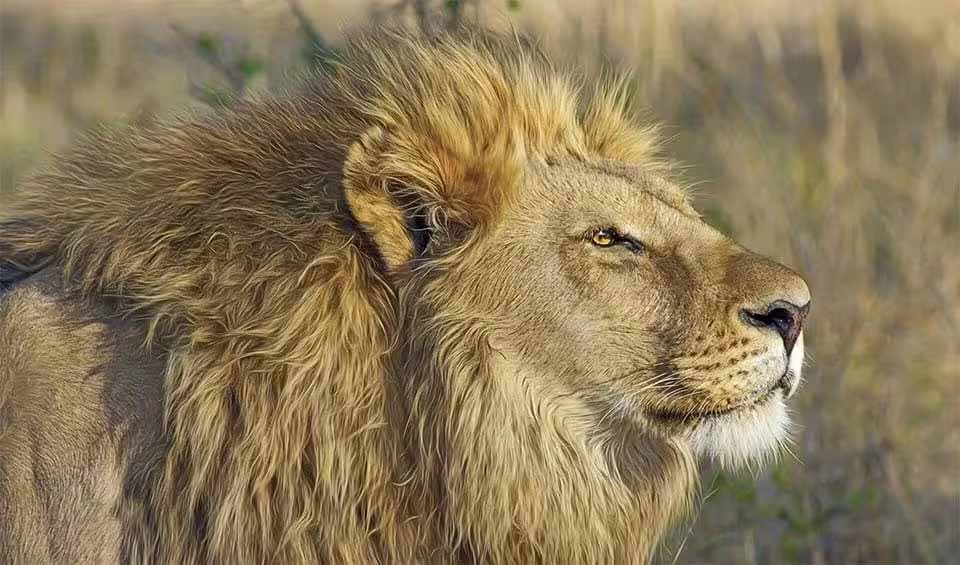 Central African rock python facts, distribution & population | BioDB