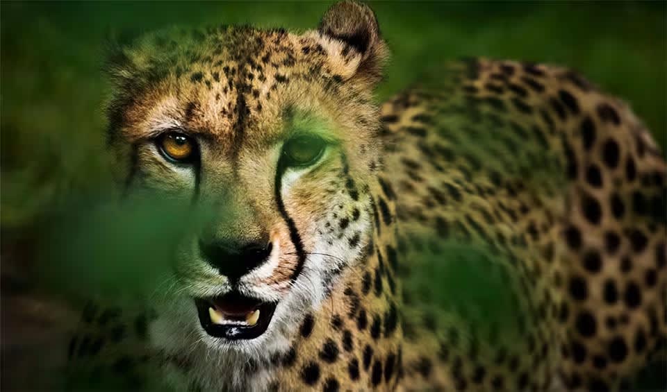 Felidae - Cats: facts, distribution & population | BioDB