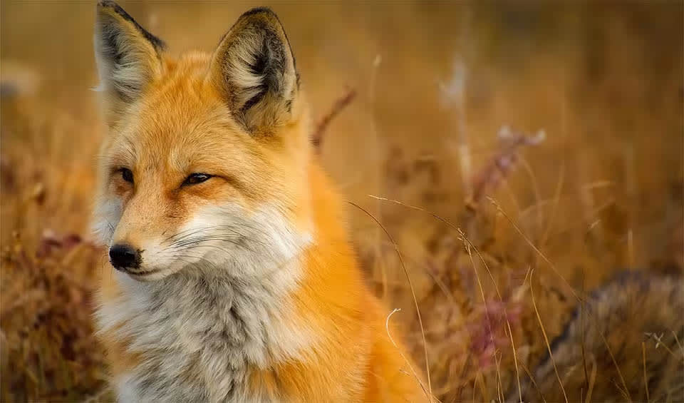 Vulpes - True foxes: facts, distribution & population | BioDB