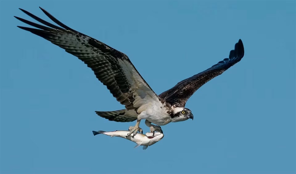 Osprey facts, distribution & population | BioDB