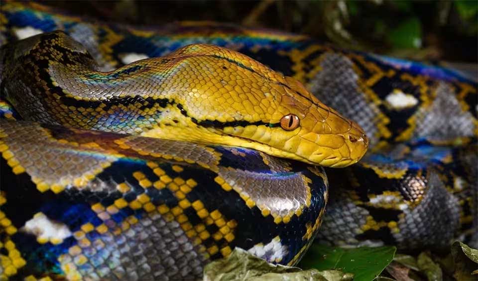 Reticulated python facts, distribution & population | BioDB