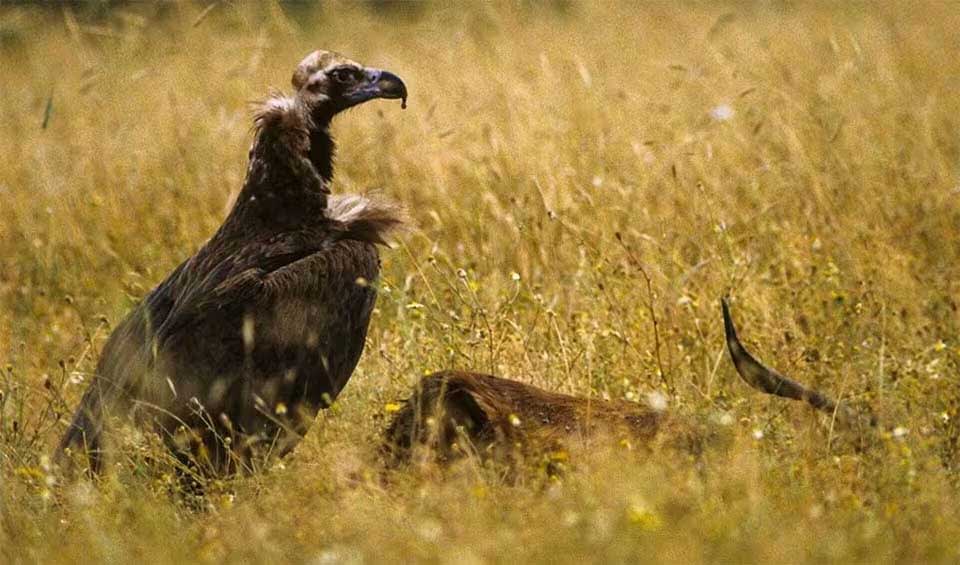 Accipitridae: facts, distribution & population | BioDB