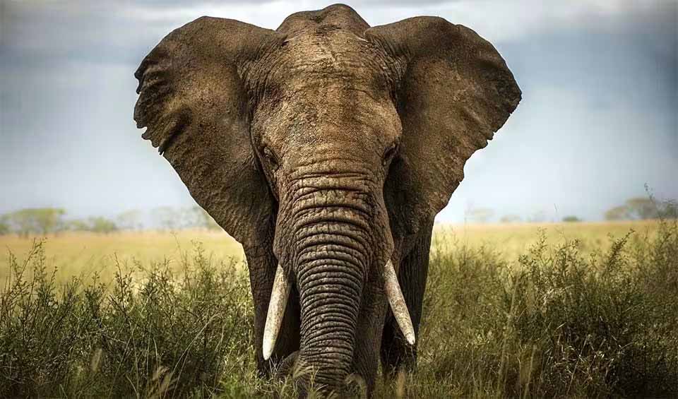 African bush elephant facts, distribution & population | BioDB