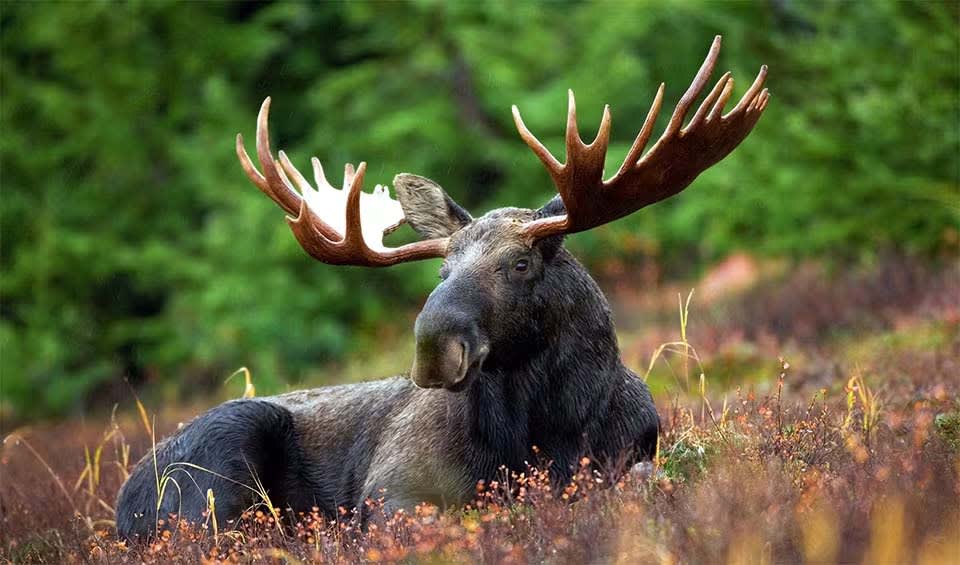 Ukraine Biodiversity and Nature Conservation | BioDB