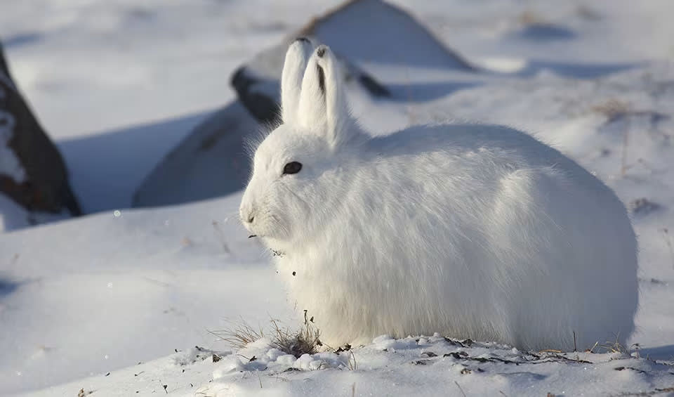 Arctic hare facts, distribution & population | BioDB