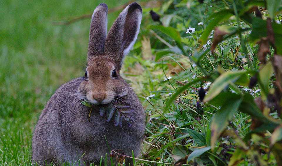 Mountain hare facts, distribution & population | BioDB