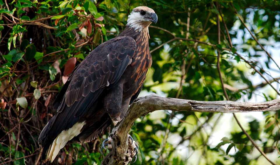 Madagascar fish eagle facts, distribution & population | BioDB