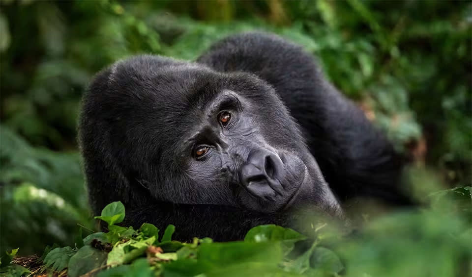 Uganda Biodiversity and Nature Conservation | BioDB