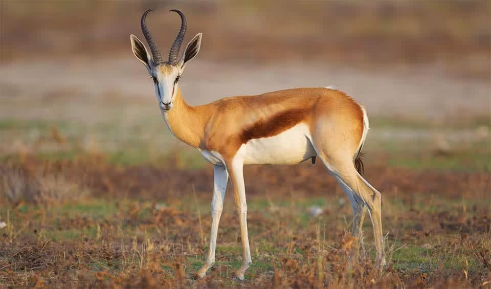 Springbok facts, distribution & population | BioDB