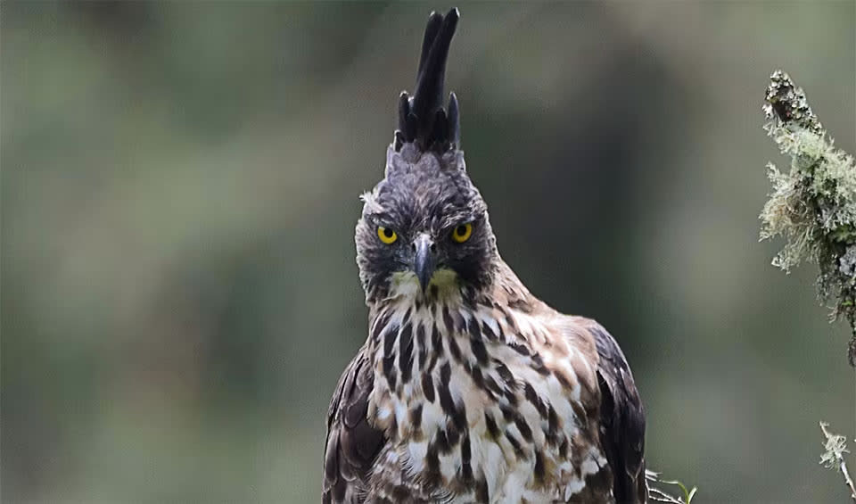 philippine hawk eagle population