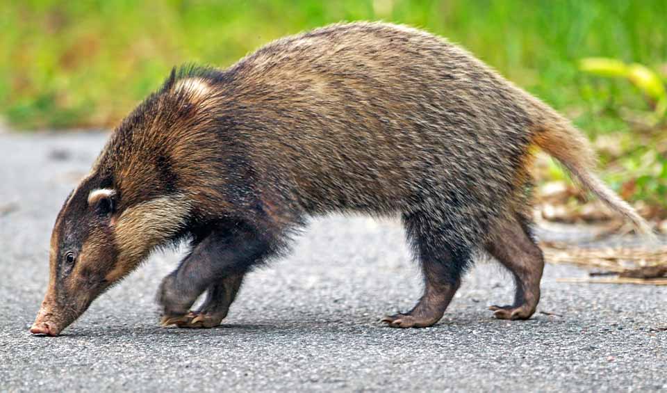 Mustelidae - Mustelids: facts, distribution & population | BioDB