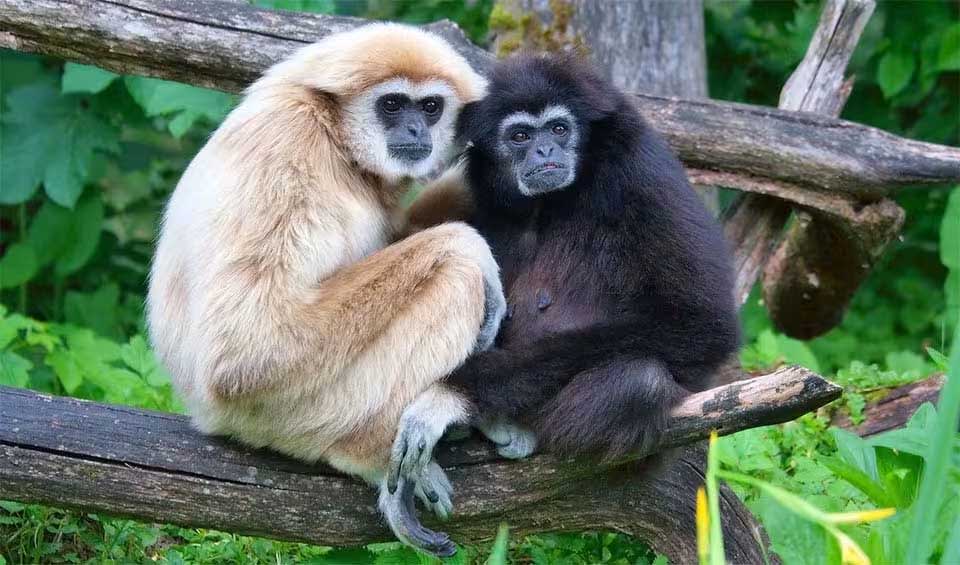 Hylobates: facts, distribution & population | BioDB