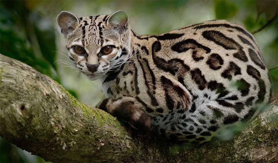 Margay facts, distribution & population | BioDB