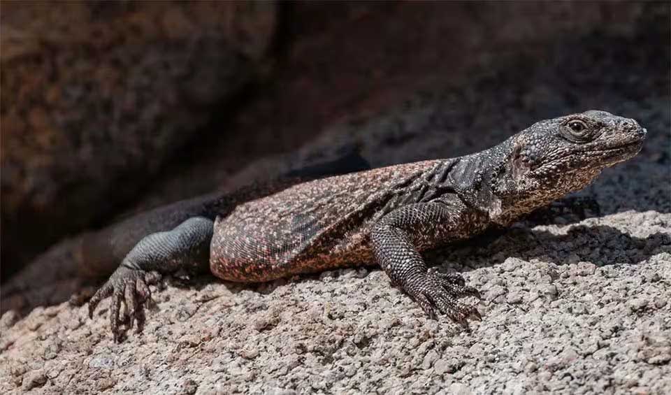 Common chuckwalla facts, distribution & population | BioDB