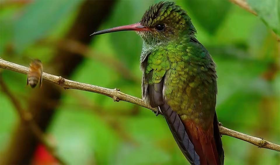 Rufous-tailed hummingbird facts, distribution & population | BioDB