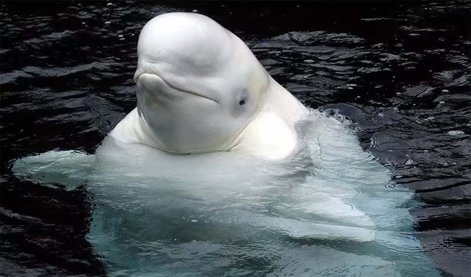 Beluga facts, distribution & population | BioDB