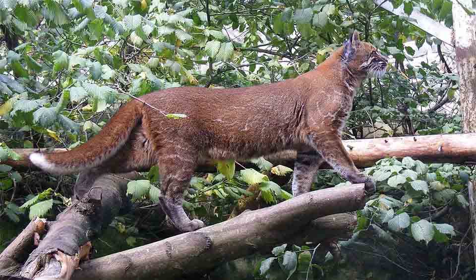 pardofelis badia