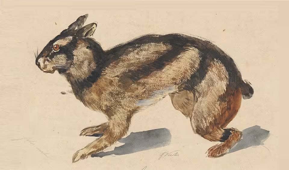 Leporidae - Rabbits: facts, distribution & population | BioDB