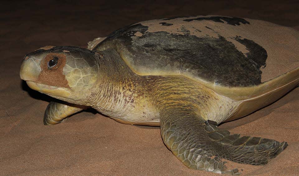 Flatback sea turtle facts, distribution & population | BioDB