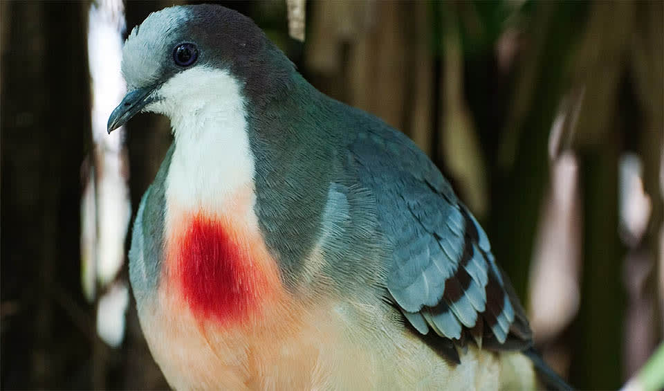 Columbidae - Pigeons & doves: facts, distribution & population | BioDB