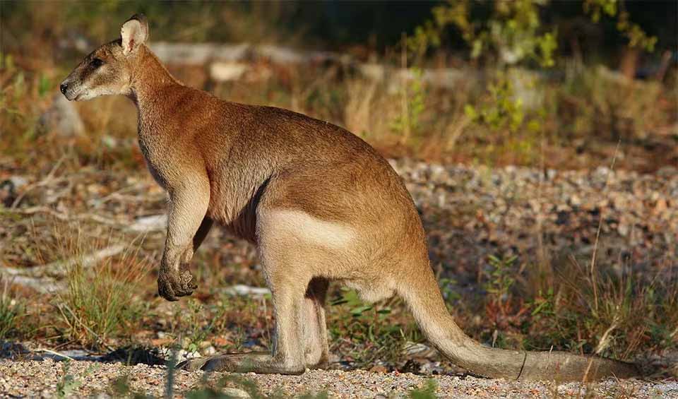 Agile wallaby facts, distribution & population | BioDB