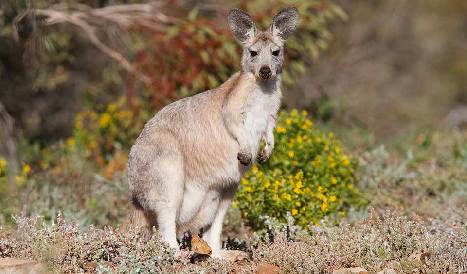 Common wallaroo facts, distribution & population | BioDB