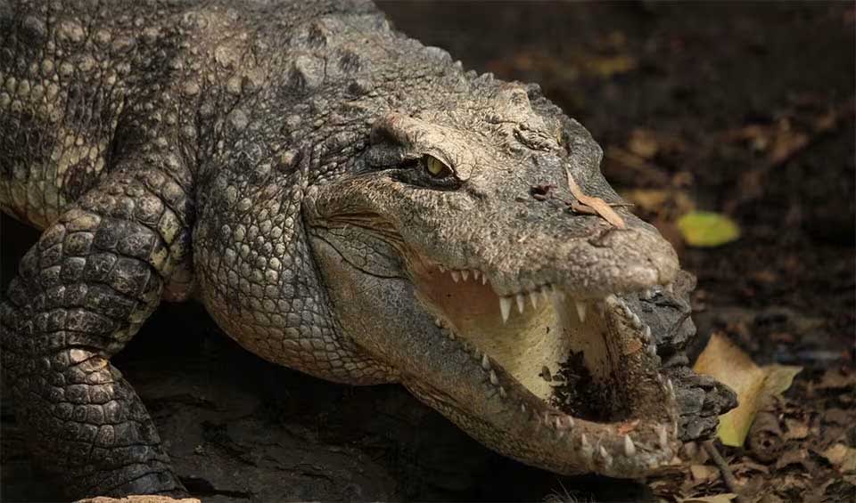West African slender-snouted crocodile facts, distribution & population ...