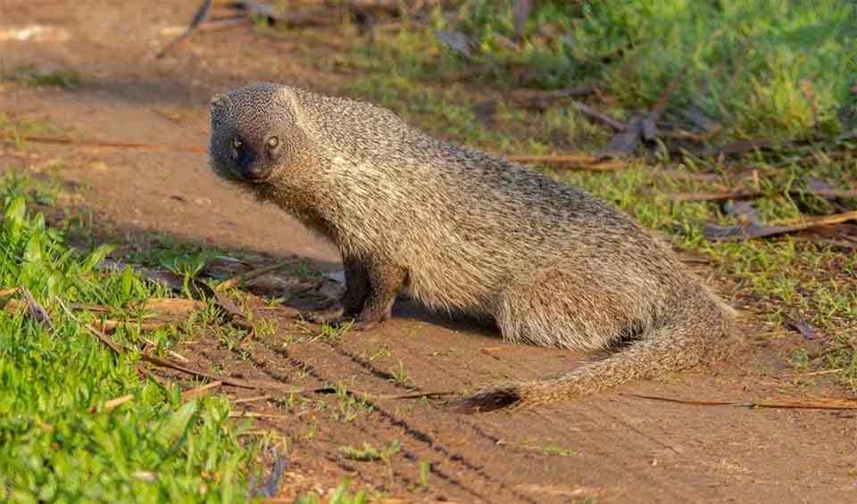 Egyptian mongoose facts, distribution & population | BioDB