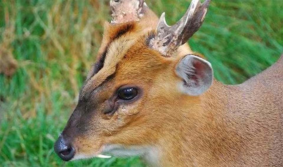 Water chevrotain facts, distribution & population | BioDB