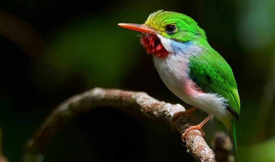 Cuban tody facts, distribution & population | BioDB