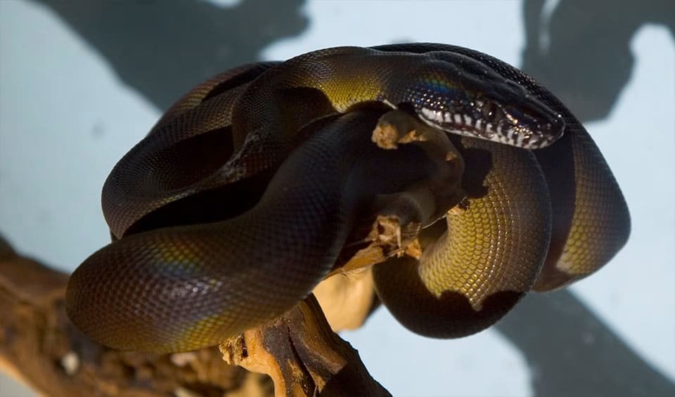 Pythonidae – Pythons: facts, distribution & population | BioDB