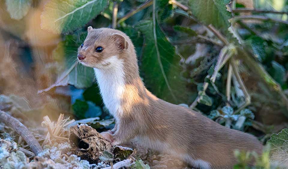 Least weasel facts, distribution & population | BioDB