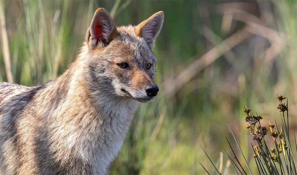 Golden jackal facts, distribution & population | BioDB