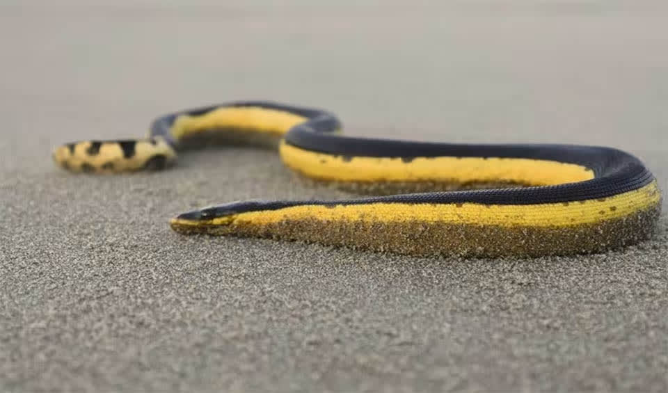 Samoa Biodiversity and Nature Conservation | BioDB