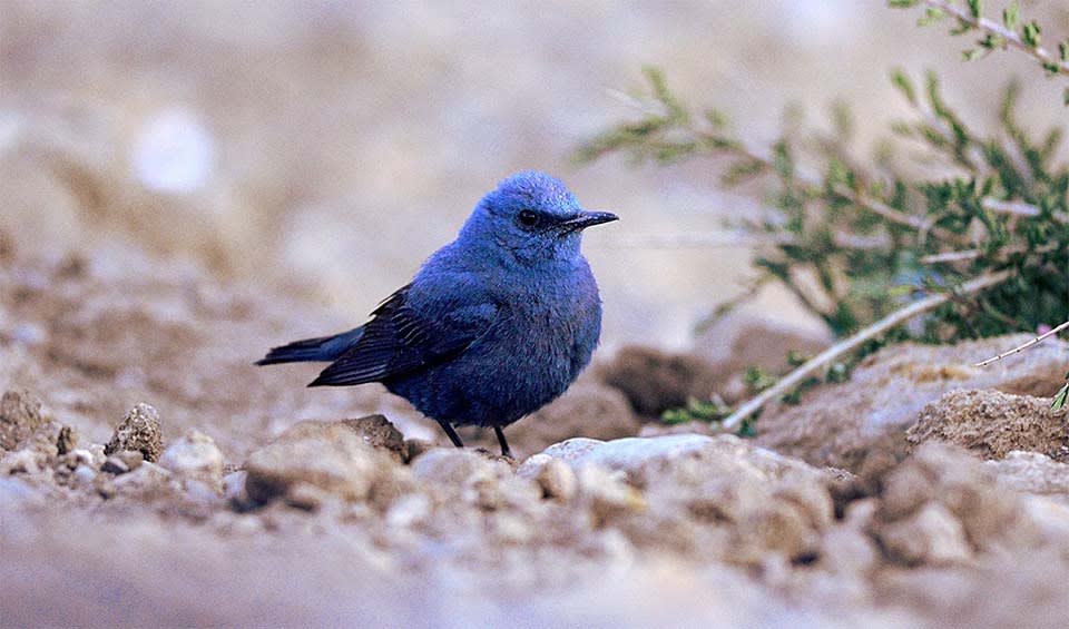 Passeriformes – Passerine: facts, distribution & population | BioDB