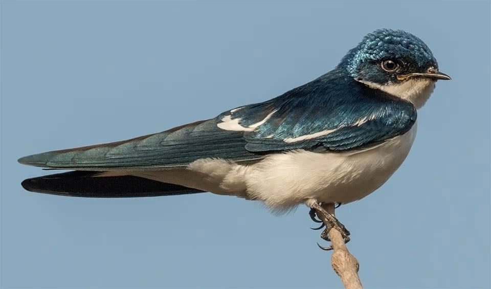 Passeriformes – Passerine: facts, distribution & population | BioDB