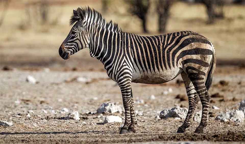 Equus - Horses: facts, distribution & population | BioDB