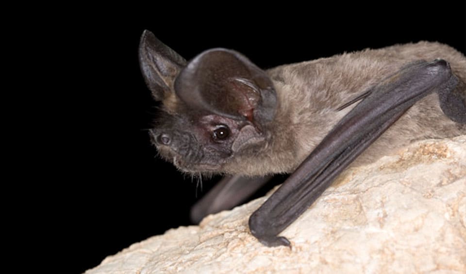 Bulgaria Biodiversity and Nature Conservation | BioDB