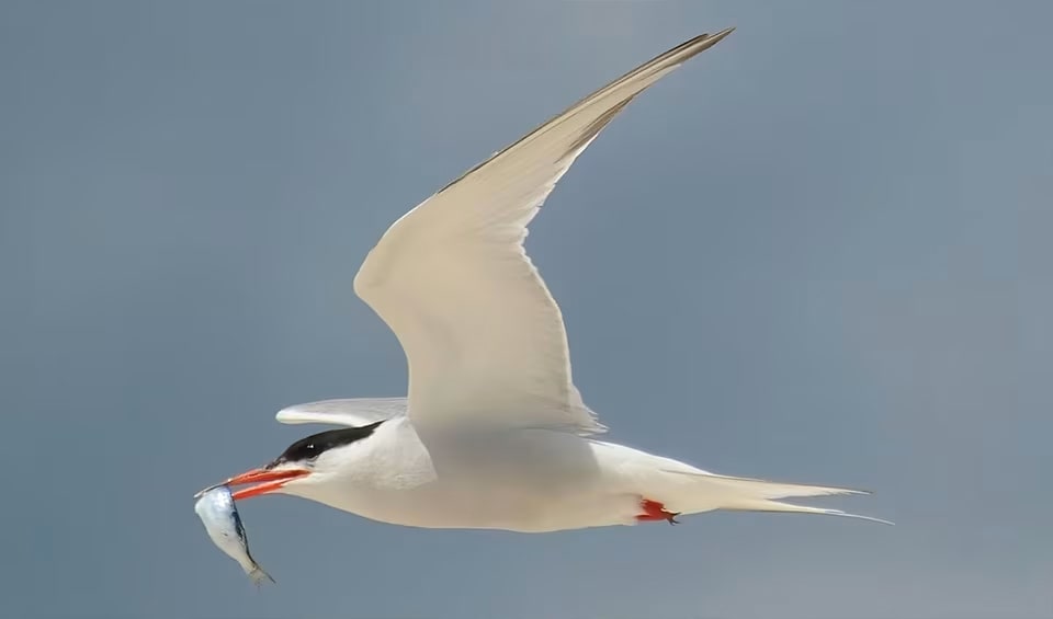 Common tern facts, distribution & population | BioDB