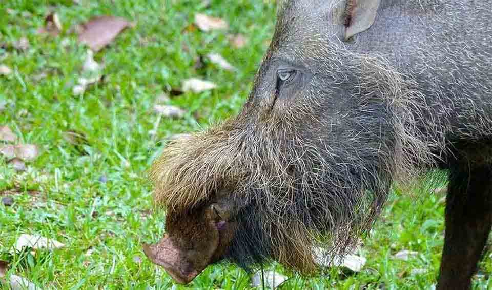 Sus – Pigs: facts, distribution & population | BioDB