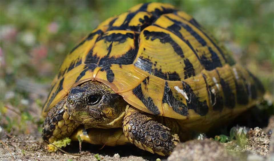 Testudo - Mediterranean tortoises: facts, distribution & population | BioDB